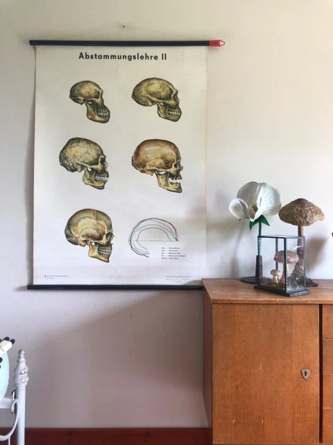 VINTAGE EVOLUTION SKULLS school chart educational chart HUMAN SKULLS ...