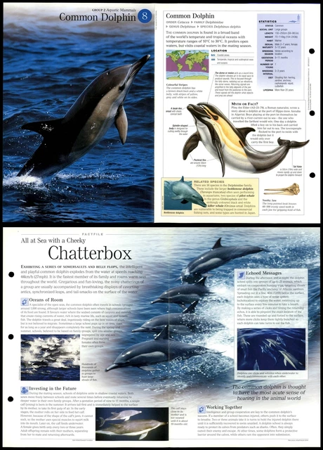 COMMON DOLPHIN #8 Aquatic Mammals - Discovering Wildlife Fact File Fold ...