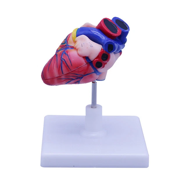 HUMAN HEART ANATOMY Model PVC Learning Tool for Exhibition Practice ...