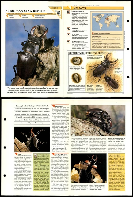 EUROPEAN STAG BEETLE #8 Insects Wildlife Fact File Fold-Out Card £1.99 ...