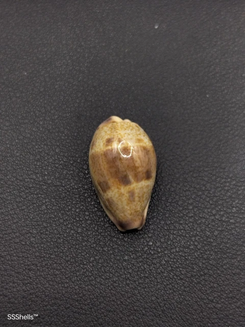 CONTRADUSTA WALKERI SEA shells. 28mm. Cowrie Collector home decor beach ...