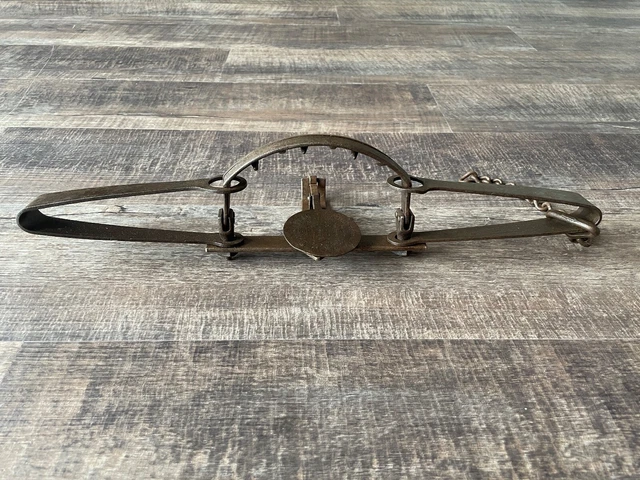 # 48 NEWHOUSE trap with TEETH nice pan chain swivel UNCLEANED $163.50 ...