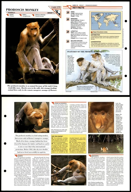 PROBOSCIS MONKEY #175 Mammals Wildlife Fact File Fold-Out Card £1.99 ...
