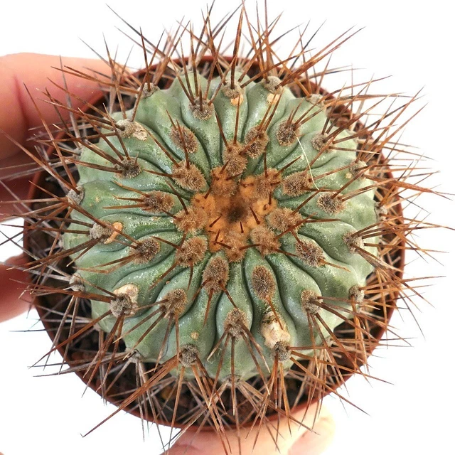 RARE CACTUS NON-CINEREA Sunrise Column Solaris Sweetened Snake Copiapoa ...