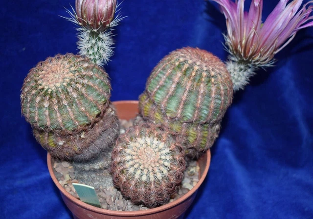 LARGE/OLD ECHINOCEREUS PECTINATUS , own roots, Uk grown cactus ...