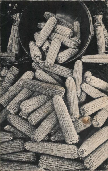 INDIANAPOLIS,IN FIELD CORN,HOOK'S 1890 Drug Store Marion County Chrome ...