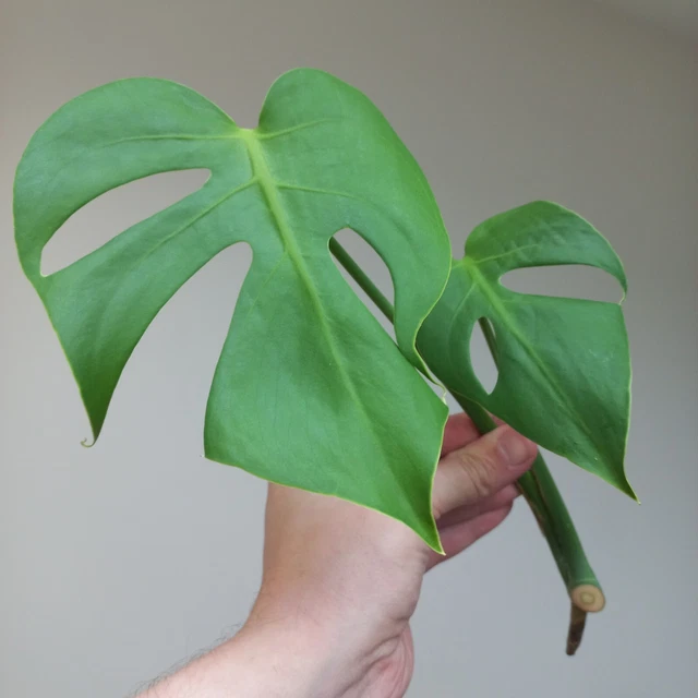MONSTERA DELICIOSA VAR. Compacta Kunzo Japan Dwarf Cultivar - 2 LEAF ...