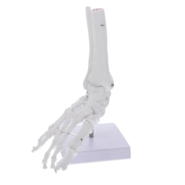 HUMAN FOOT MODEL Human Skeleton Model Anatomical Ankle Model £42.65 ...
