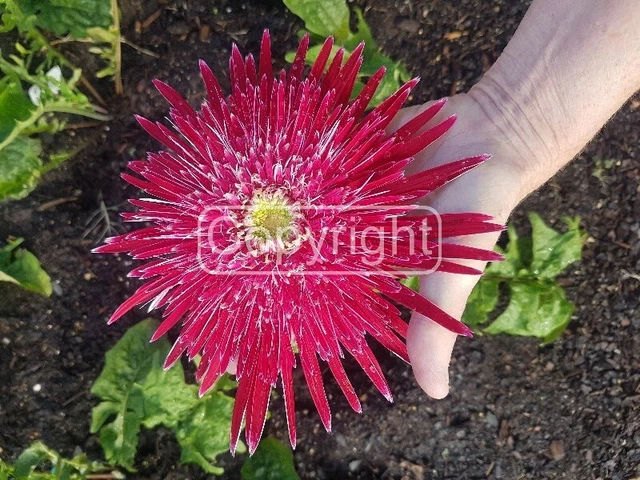 BAUER GIANT DOUBLE Gerbera Plant - Brigadoon $91.50 - PicClick AU
