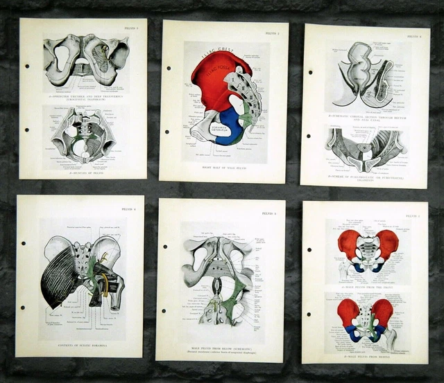6 X VINTAGE 1930s Anatomy Colour Plates Human Body Surgical Medical ...