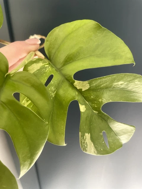 *TOP CUT* RHAPHIDOPHORA Tetrasperma variegated Monstera Minima, Cutting ...