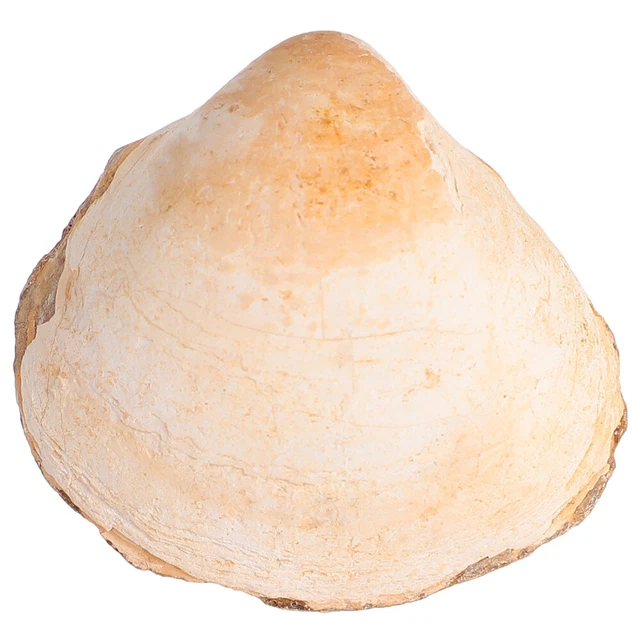KIDS TOOLS CLAM Specimen Collection Toy for School £9.69 - PicClick UK