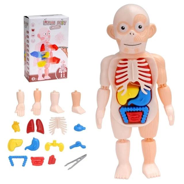 MONTESSORI ANATOMY GAME Board Blocks Interactive DIY Miniature Human ...