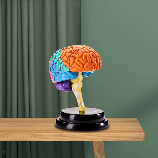 HUMAN BRAIN MODEL Anatomy Disassembled 4D for Student Learning Model ...