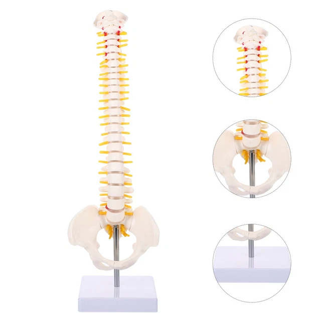 VERTEBRAL COLUMN MODEL Flexible Spinal Skeleton Spine Anatomical Model ...
