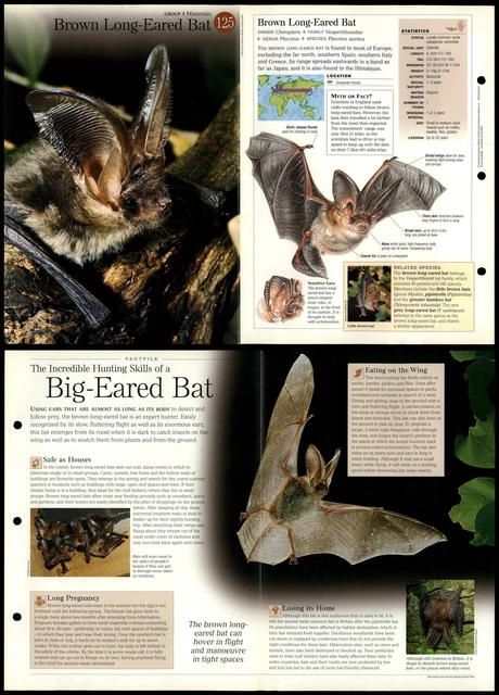 BROWN LONG-EARED BAT #125 Mammals - Discovering Wildlife Fact File Fold ...
