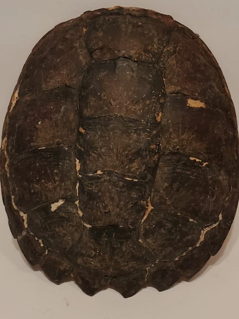 VINTAGE COMMON SNAPPING Turtle Shell Skeleton Bones Old Taxidermy 8"x8 ...
