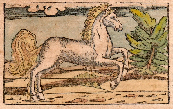 MUNSTER COSMOGRAPHIA BACEPHALUS ALEXANDER's HORSE 1570 GENUINE ...