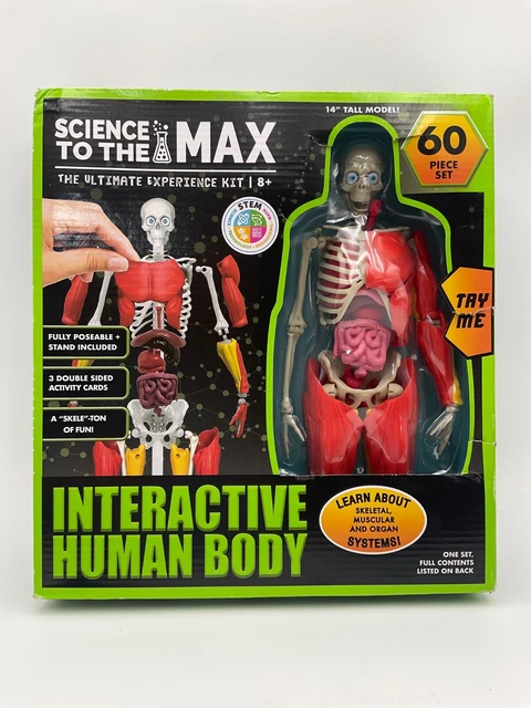 INTERACTIVE HUMAN BODY - 60 Piece Fully Poseable Anatomy Figure – 14 ...