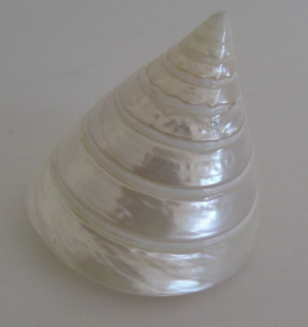 SCHNECKE TROCHUS PYRAMIS Kreiselschnecke gebraucht EUR 5,00 - PicClick DE