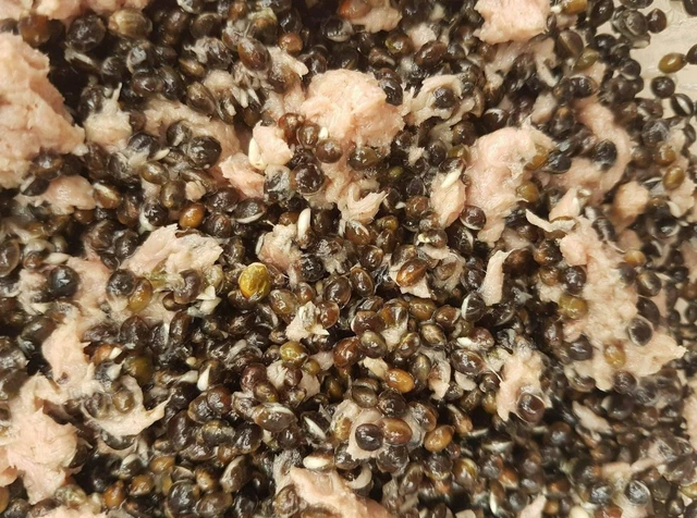 CMCS PARTICLE INFUSED Blended Fish - Ani Small Seed Mix + Shrimp ...