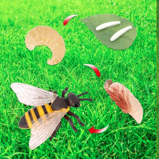 LIFE CYCLE OF Bee Toys Teaching Materials Puzzle Animal Growth Cycle ...