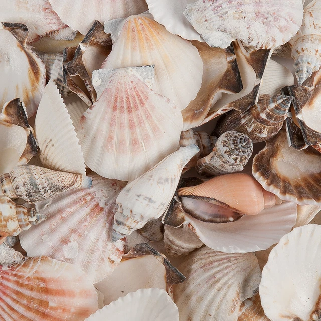 1 LITER SHELL mix natural decoration maritime craft shell shell shell ...
