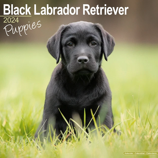 LABRADOR PUPS - Black Wall Calendar 2024 £13.68 - PicClick UK