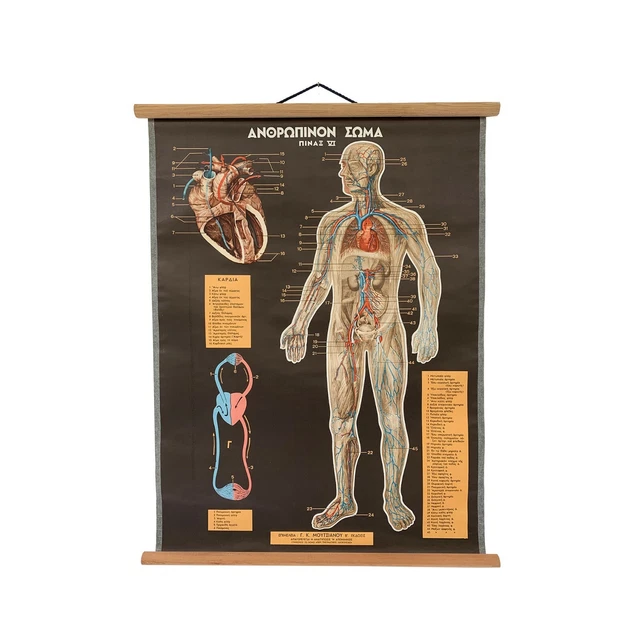 VINTAGE HUMAN BODY Map, Circulatory System Pull Down chart, Anatomy ...