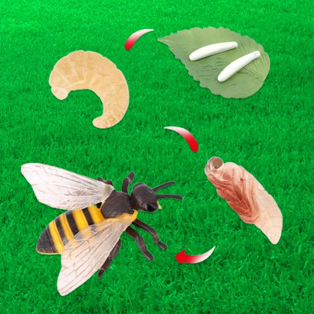 GROWTH CYCLE MODEL, Life Cycle of Bee Toys, Bee Animal Life Cycle ...