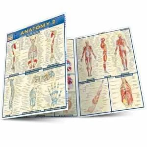 ANATOMY 2 QUICKSTUDY Laminated Reference - Pamphlet, by Vincent Perez ...