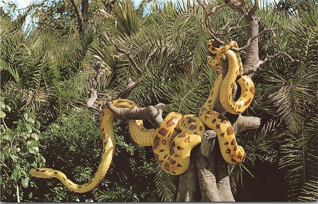 DISNEY WORLD, GIANT Python on the Jungle Cruise/Adventureland $6.95 ...