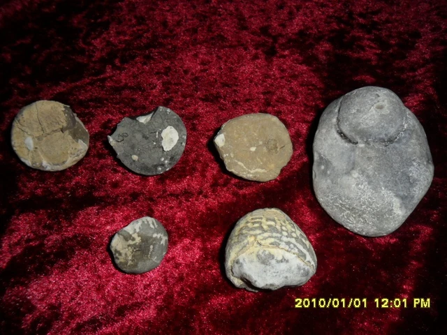 Fossilien Seeigel Echinocorys Lynthia Danica Aus Dem Geschiebe Eur 7