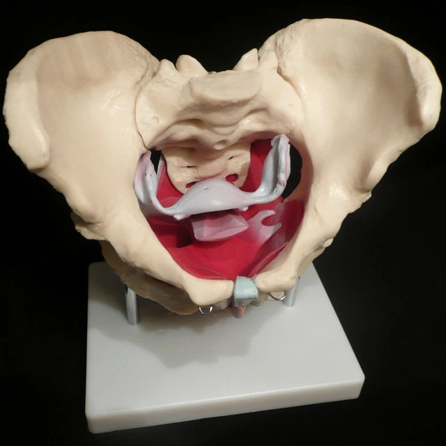 LIFE SIZE FEMALE Pelvic Muscles and Organs Anatomical Model - Medical ...
