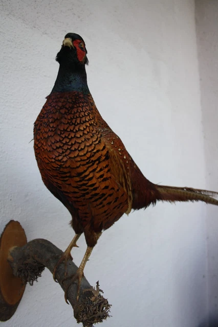 TIERPRÄPARAT FASAN, FASANENHAHN, Jagdfasan, Hahn, Jagd Trophäe, Deko ...
