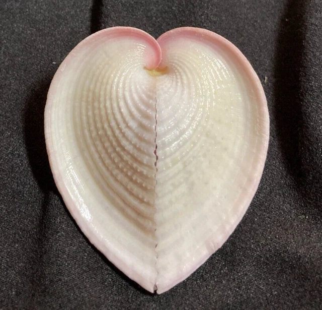 CARDIIDAE CORCULUM KIRAI 50.70mm Cebu Philippines - Rare Specimen $39.94 - PicClick CA