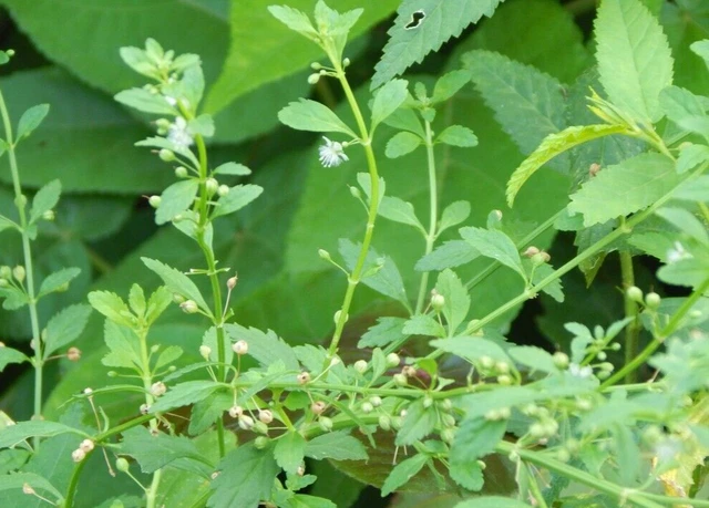 DRIED MORPHOLOGY SCOPARIA dulcis wal koththamalli leaves 100% organic ...