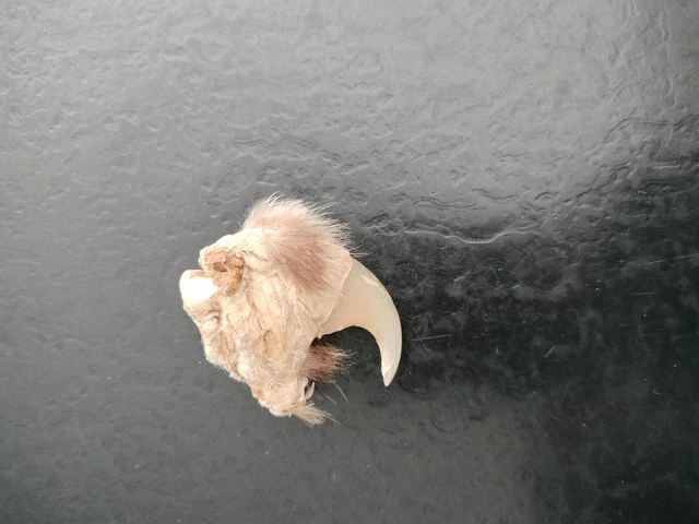 GRIFFE DE LION, broche tigre, bijoux, or, pendentif, EUR 280,00 ...