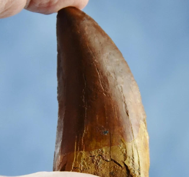 LARGE CARCHARODONTOSAURUS AFRICAN T-rex Tooth 2.7" 69mm Fossil 100myo ...