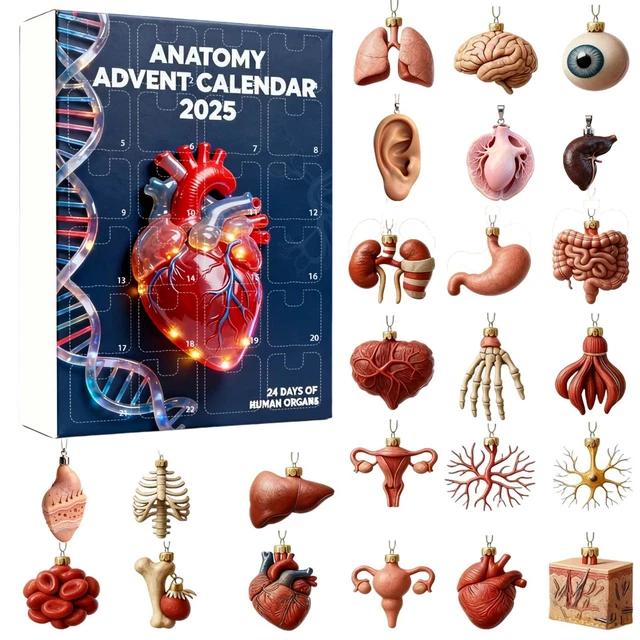 ANATOMY ADVENT CALENDAR 2025 - 24 Days of Human Organ Surprises ...
