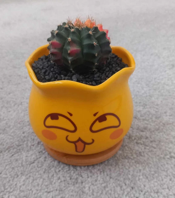 RARE COLOUR GYMNOCALYCIUM Mihanovichii variegata-Variegated Moon Cactus ...