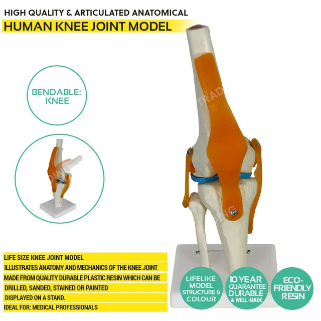 ANATOMIK LIFE SIZE Human Knee Joint Model Skeleton - Human Knee Anatomy ...