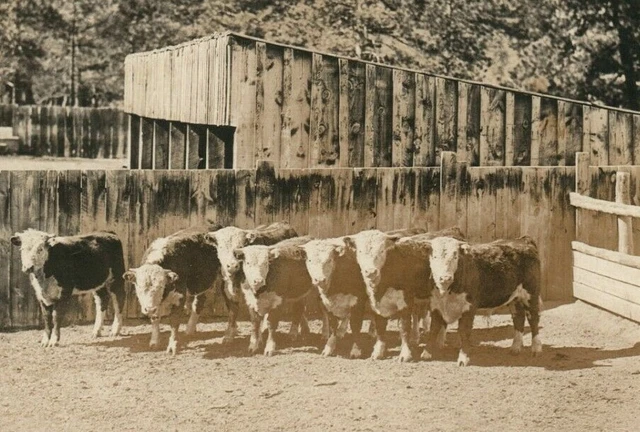 CATTLE RANCH DENVER Colorado Farm Enclosure Trough Cow Steer Rppc Photo ...