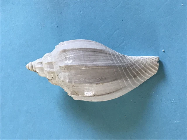 ATHLETA CITHARA FOSSILE Shell Gastéropode Lutetien Bassin Parisien EUR ...