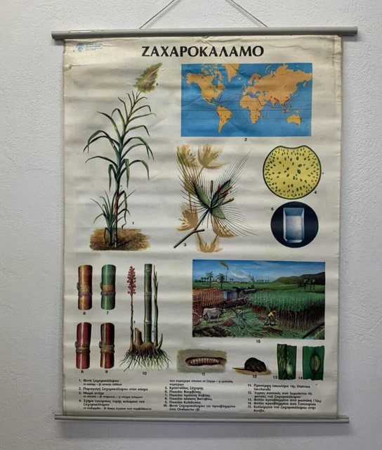 RICE, SUGAR CANE Double Sided Old Map, School Chart, Illustrated ...