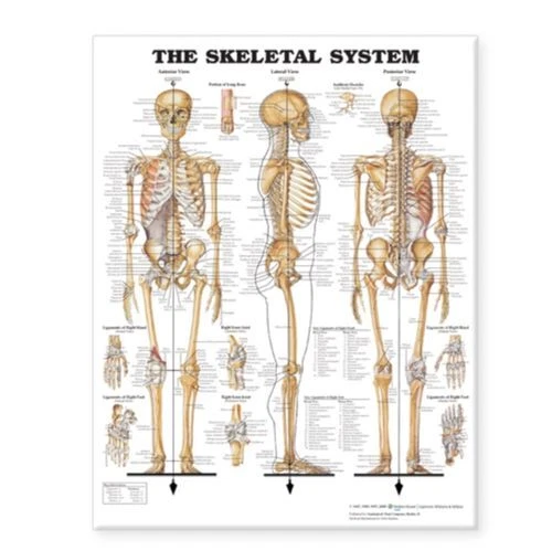 SKELETAL SYSTEM GIANT Chart Laminated GC English Anatomical Chart ...
