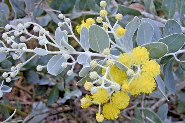 SEMI GRANDI PIANTE da vaso su terrazza e giardino un fiore di acacia ...