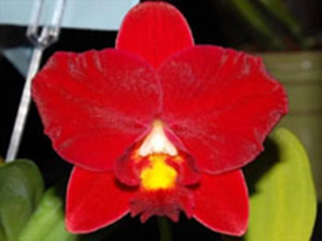 CATTLEYA MERICLONE SEEDLING Plant...Rlc Paradise ruby "Red" $15.00 ...