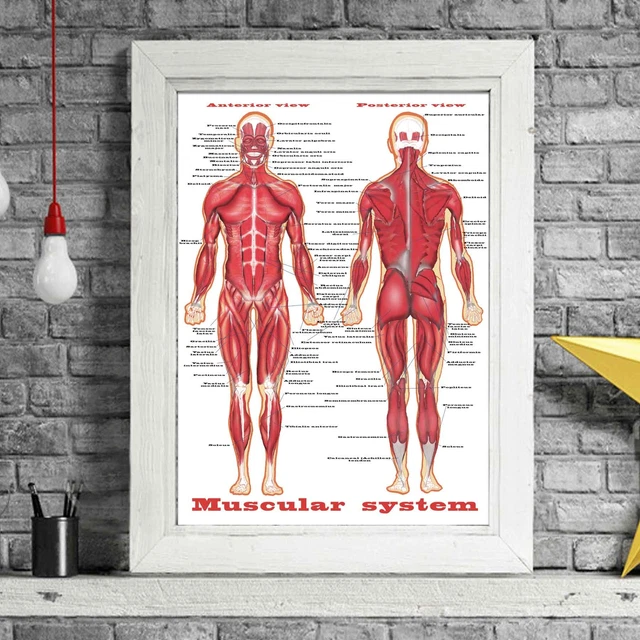 MUSCULAR SYSTEM Human Body Chart Poster Print Sizes A5 To A0 FREE muscular-system-human-body-chart-poster-print-sizes-a5-to-a0-free