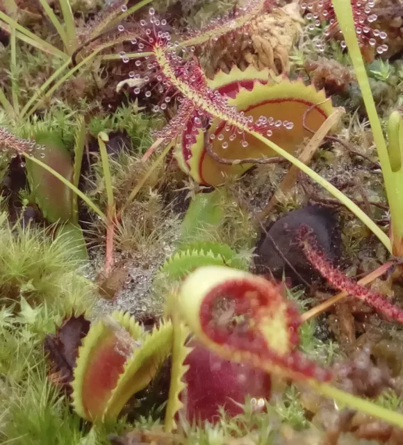 PLANTES DIONAEA DRACULA + red sawtooth + coquillage + G16 + uk sawtooth ...